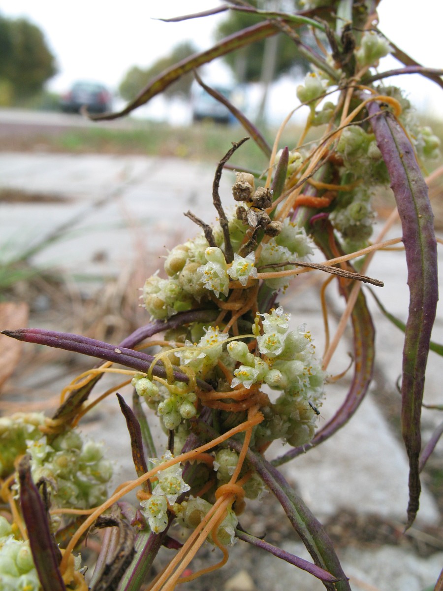 Cuscuta campestris, Field Dodder